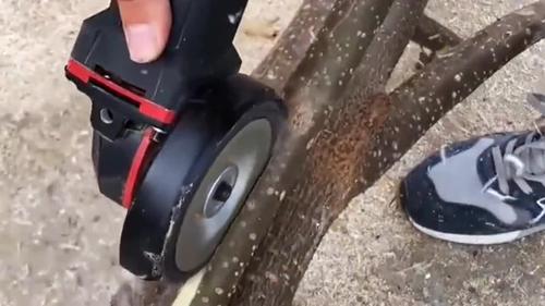 刚开始以为是模型,当它动起来的那一刻,让我大开眼界