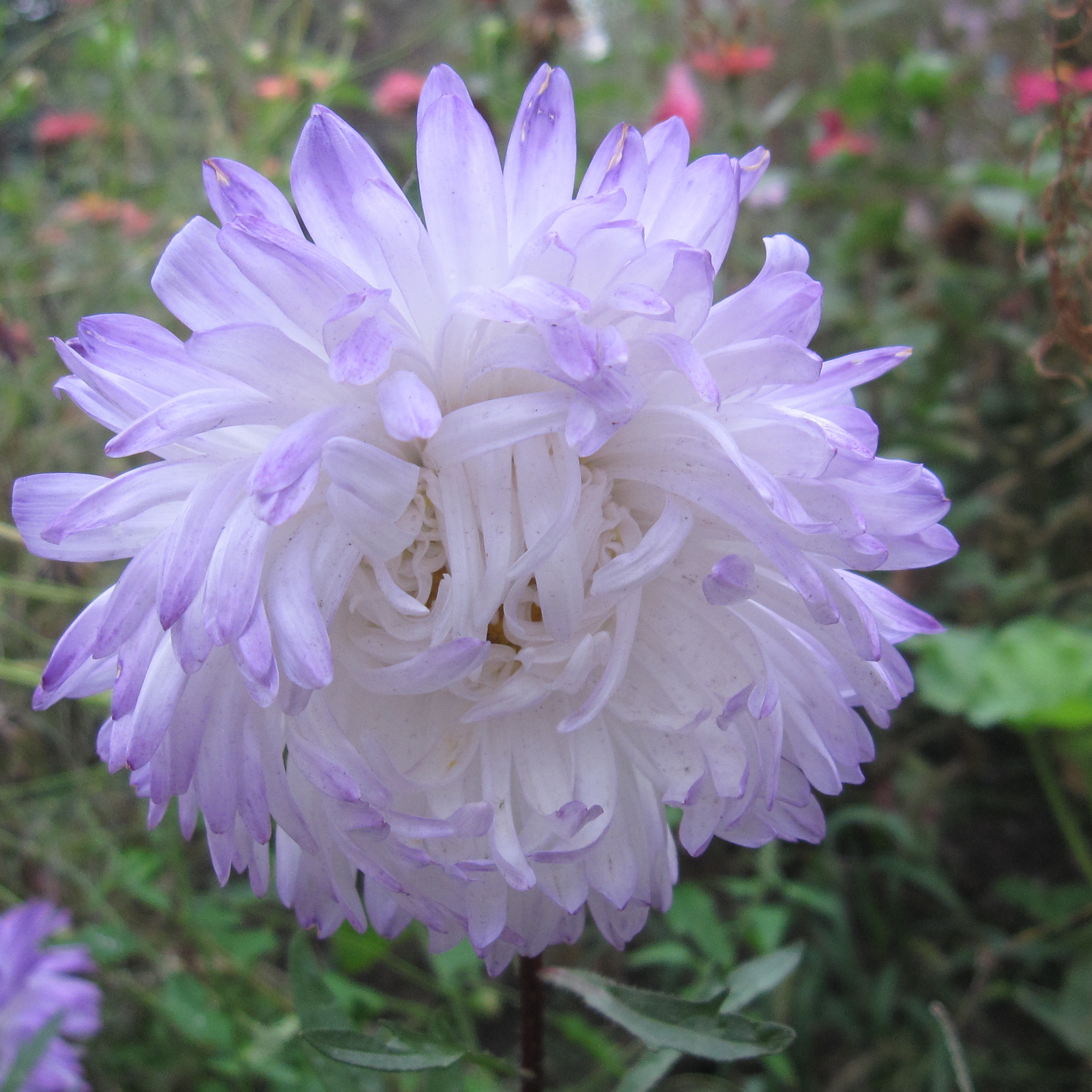 数学微课堂刘老师 