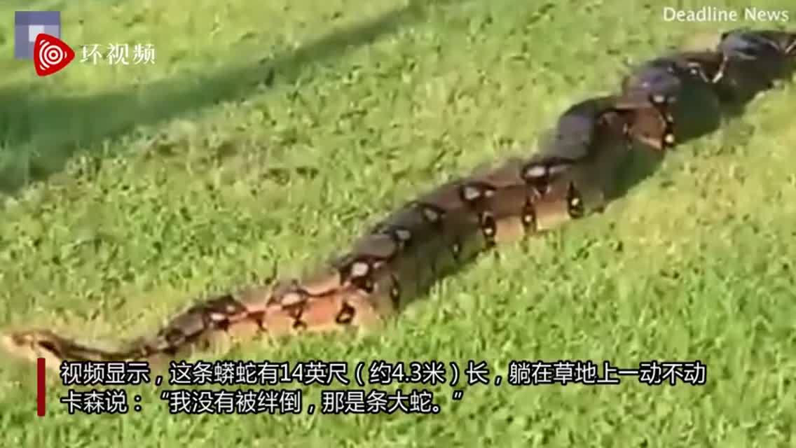 英国男子公园草地上发现巨大蟒蛇 主人躺在不远处喝啤酒