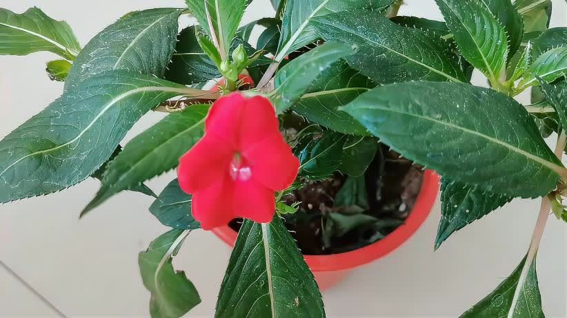 凤仙花发育六个过程