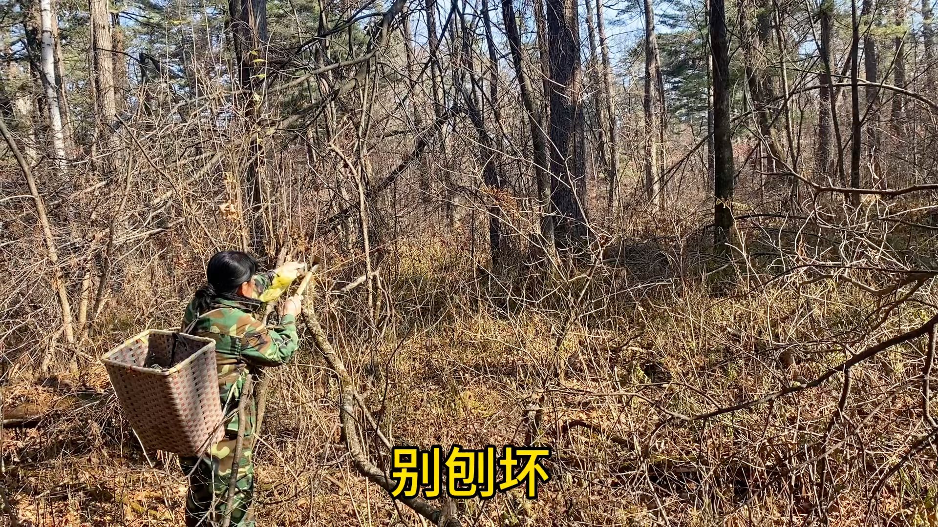 长白山山货多多,野生的桑黄穿龙骨,它的药用价值你知道吗