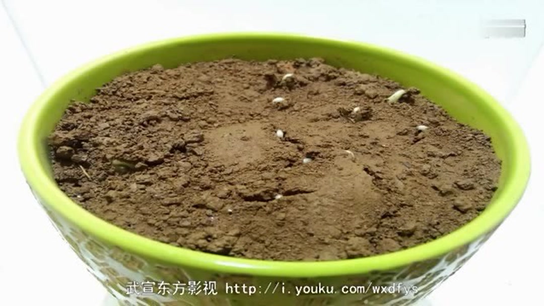 绿豆发芽过程(二)