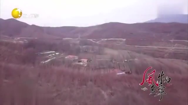 柞蚕仅仅数十天的生命,却用小小的身躯造福着人类丨风物辽宁