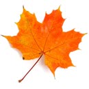 秋天枫叶红满地 