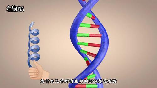 为什么生物DNA是右旋?困扰人类200多年生物谜题,终于有新进展