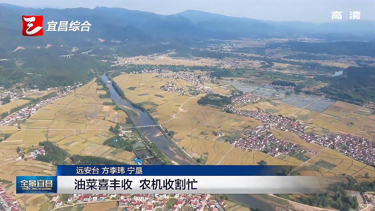 油菜喜丰收 农机收割忙