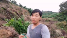 顺子今天教大家怎么种果树苗,顺子家里种了很多果树苗成活.