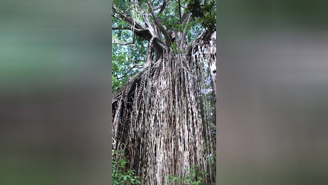 阿凡达里的生命树,早就听说了阿凡达是在这里拍摄的,看到生命树后才...