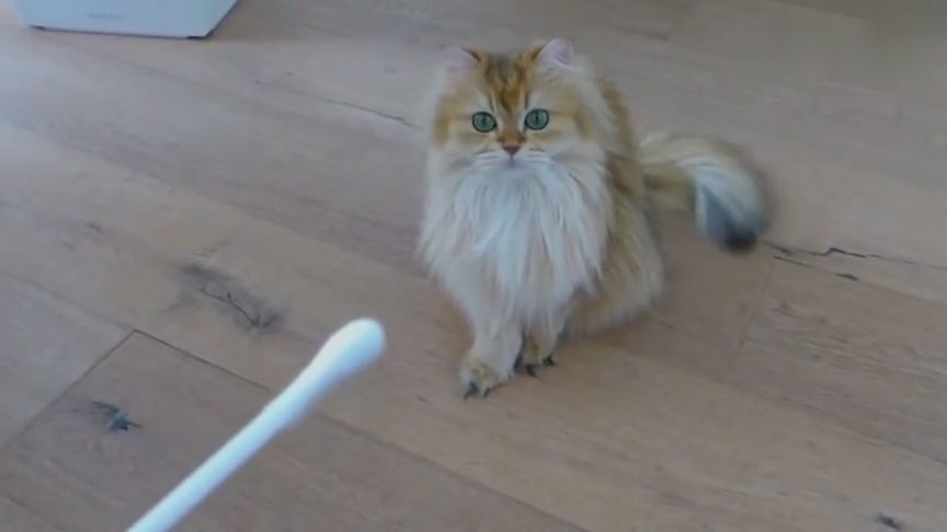 好容易满足的猫咪,用一根棉签就搞定了!
