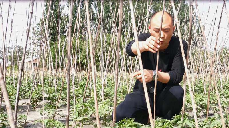 这才是露天番茄高产最好的管理技巧,农民再不明白就晚了