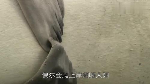 海狮刚从水里爬上来，就被狗子踹了下去，再次上岸狗子却怂了
