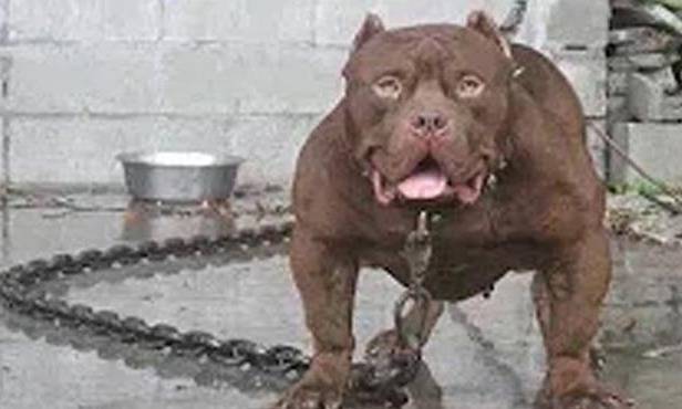 世界上最强大的5种狗,因为过于凶猛,很多国家禁止饲养!