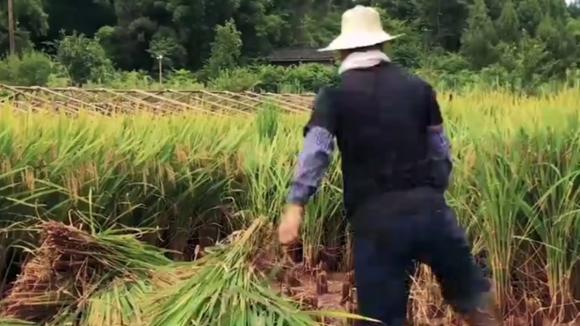 三农视频:人工收割稻谷全过程!