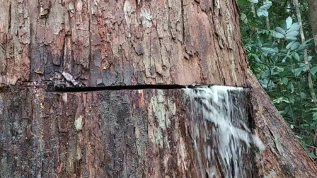 男子砍伐百年大树,大树一直往外“喷水”,难道是流泪了?