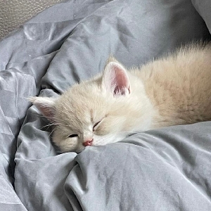 小狗吃饭会嚼吗T-T 