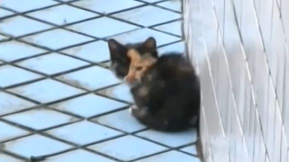 小区流浪猫死大面积死亡,疑似遭人恶意投毒,警方已介入调查