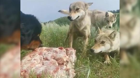 一只藏獒战群狼,动物的世界真是够野,果然是胜者为王!