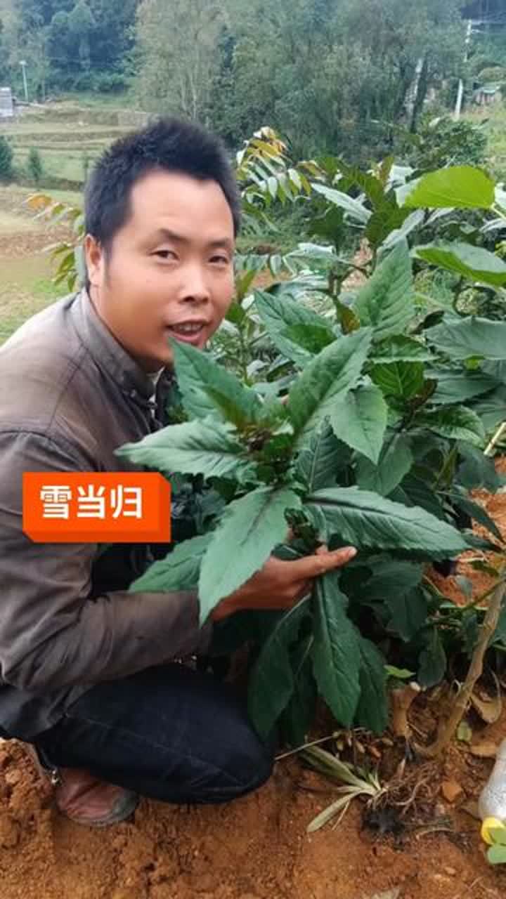 雪当归记录真实生活三农中药材