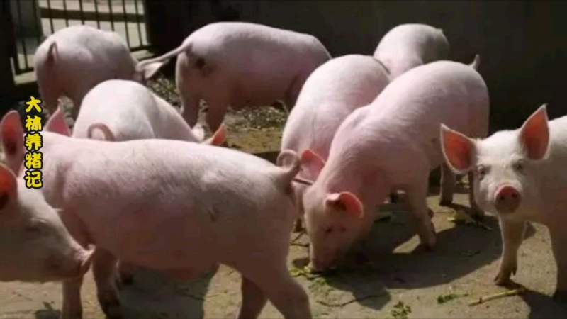仔猪价格暴涨,60元一斤?养猪成本太大了,养猪户还有多少利润?