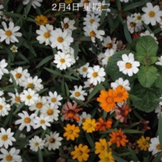 怒吃二十个鸡肉卷 