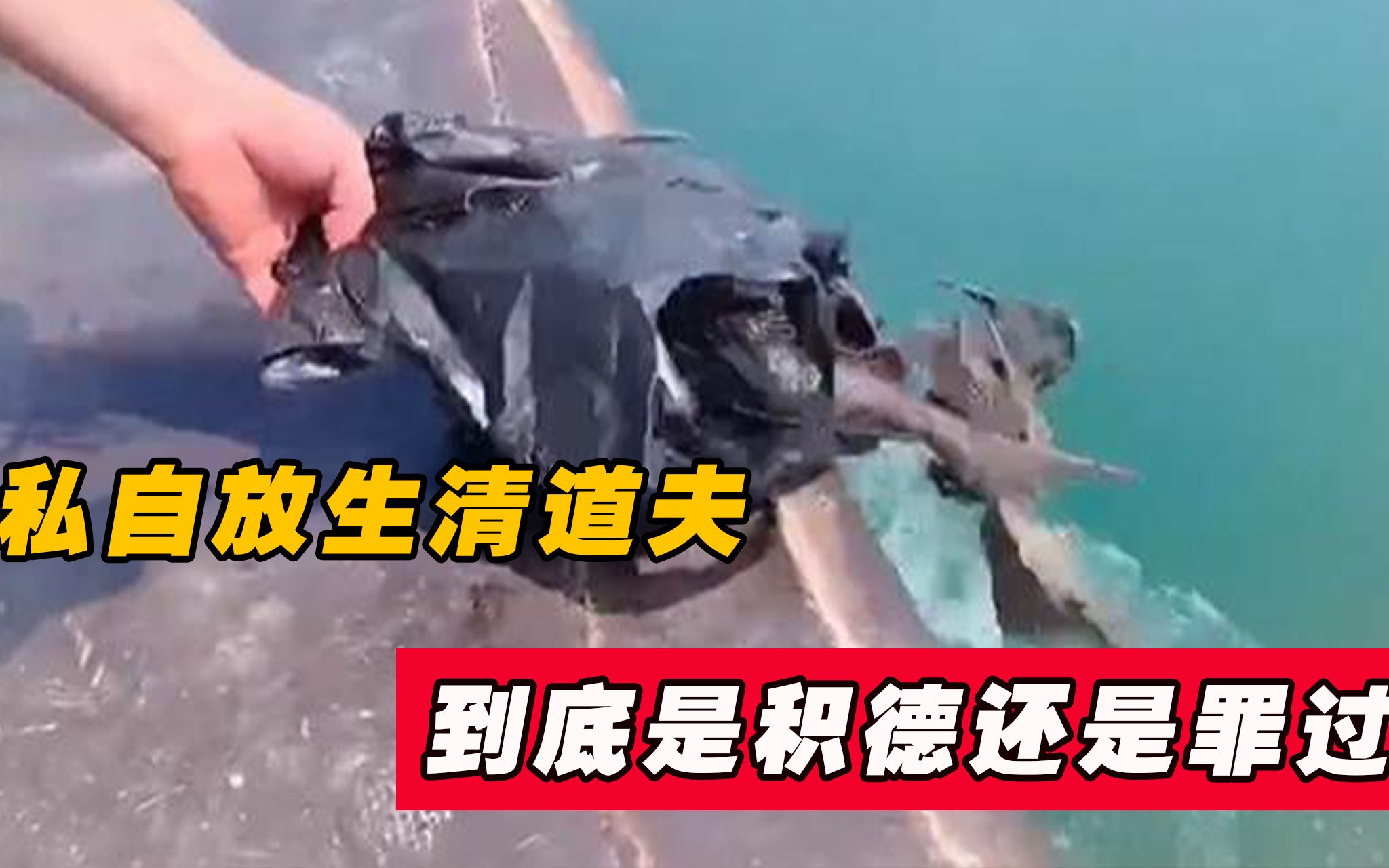 比放生矿泉水更离谱,往水库里放生“清道夫”,别让放生成放死!