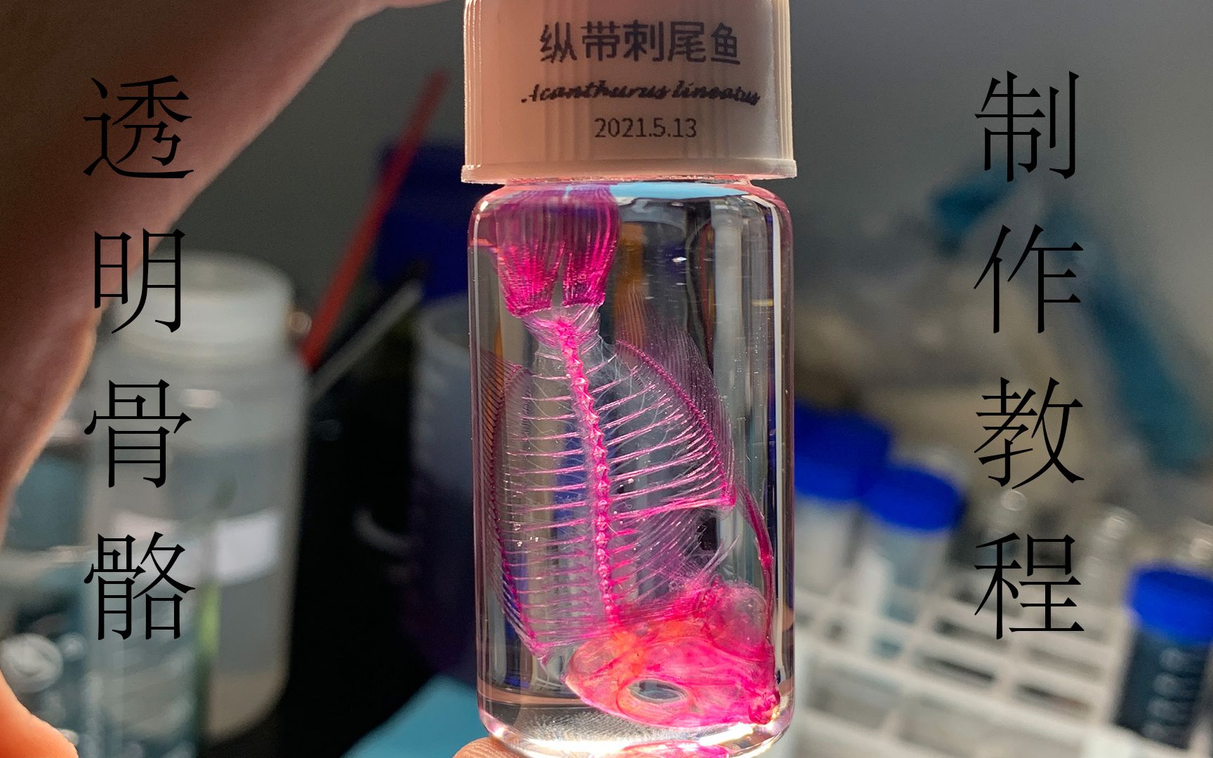 【透明骨骼标本】纵带刺尾鱼透明骨骼标本制作、点赞过500开抽!