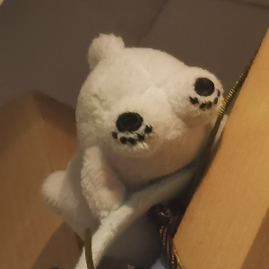 有狗子的君君 