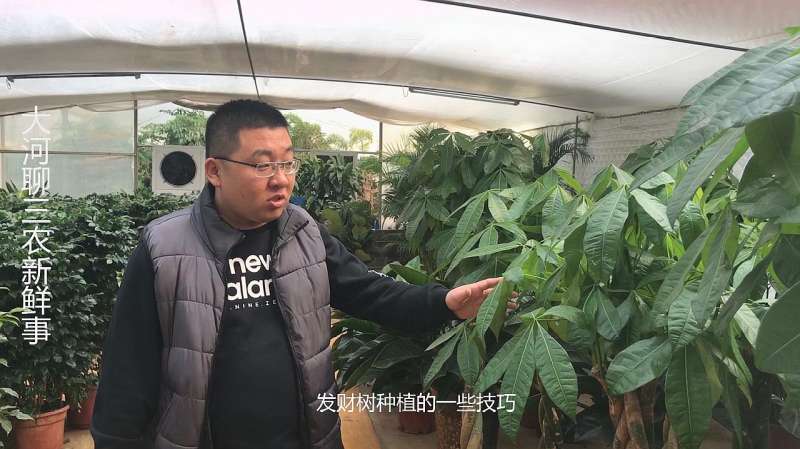 大河聊三农新鲜事:盆栽发财树的养护管理