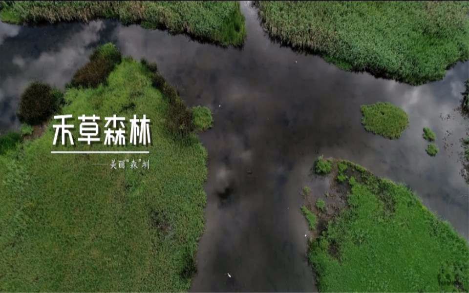 《禾草森林 》方向文化