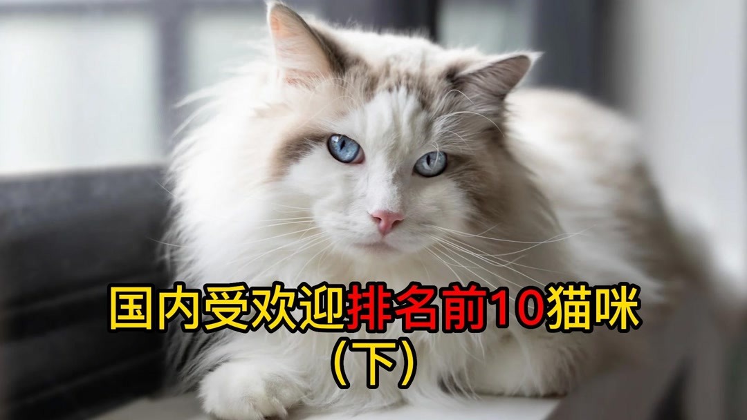 国内受欢迎排名前10猫咪(下)