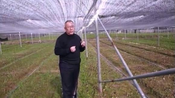 贾乾义:羊肚菌的孢子分离与组织分离技术