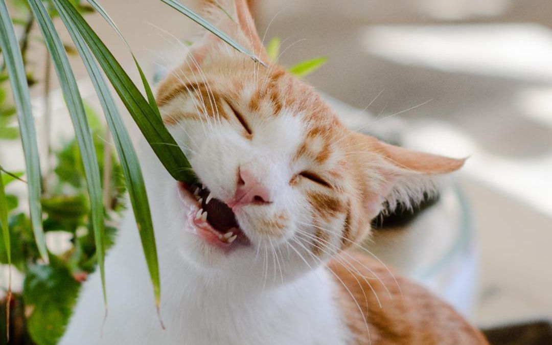 怎么用棉签解决猫咪生理期