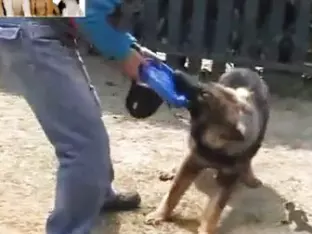 训练狗狗教程_新编训犬_怎样训练狗狗定点大小便