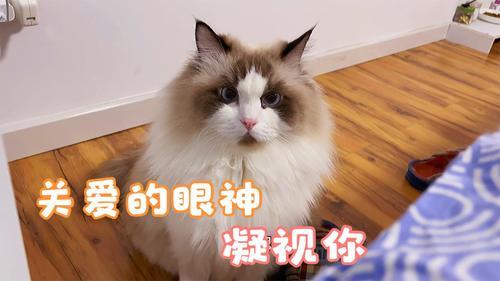 一万为了吃,像猫五郎一样使用魔法,对自己的体重没点认识