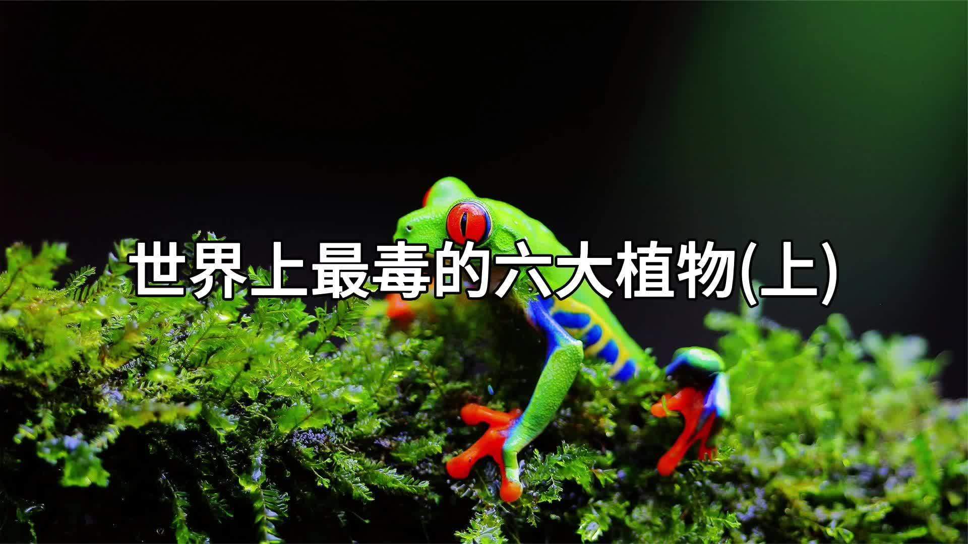 世界上最毒的六大植物,千万不要靠近最后一名!(上)