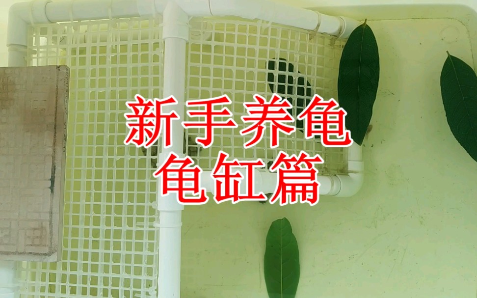 【新手养龟入门指南】龟缸篇