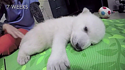 北极熊幼崽成长记