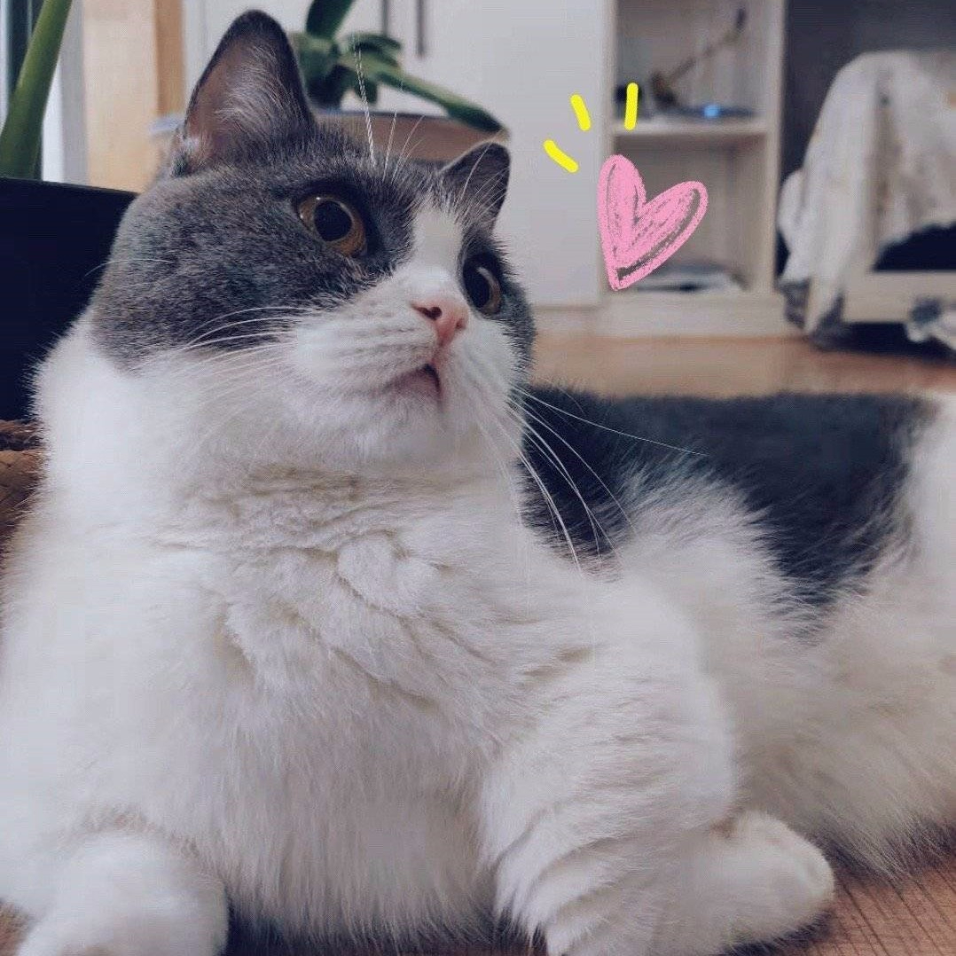 想做你的第二个坚果 