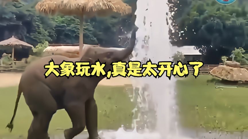 大象是有多喜欢玩水, 快来了解萌萌哒的大象! 如此可爱!