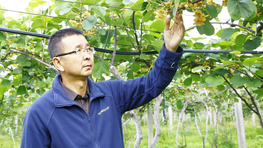 猕猴桃电动授粉神器,专家用了都说好!方便轻松还能提高坐果率!