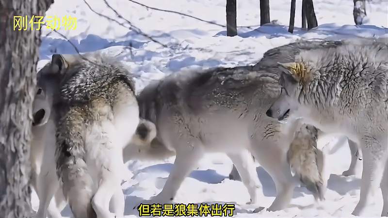 狼王在狼群横行霸道,部下怕到被狼王吓出了狗叫声,这狼得多怂?