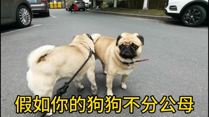 #狗狗 #萌宠 真不知道这病还有没有得治,有同款狗狗吗