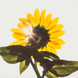 一只叫开心的小柯基 