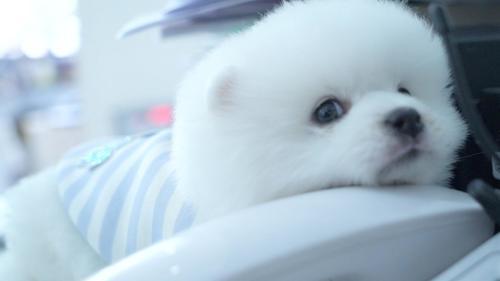 我在宠物医院经历的那些事儿