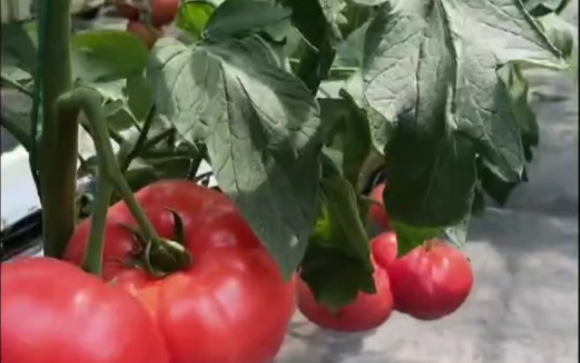 新农村蔬菜种植计划。