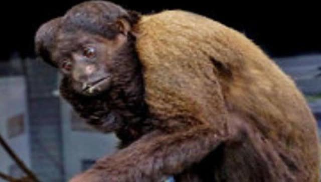 一野生动物“灭绝”了80年,又再次出现后,科学家激动不已