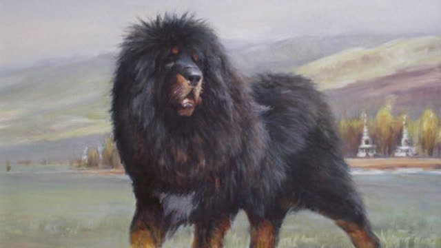 难得一见的藏獒打群架5分钟视频