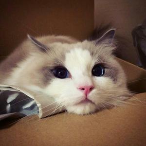 曼谷猫 