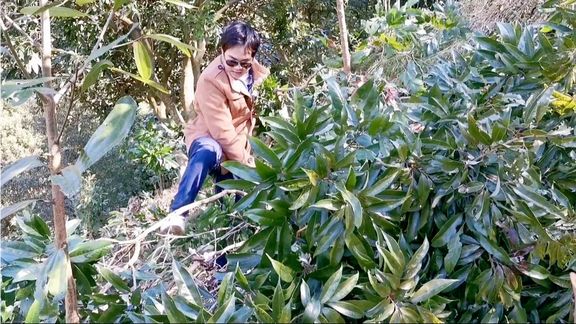 把这颗荔枝树搬回家,有重任