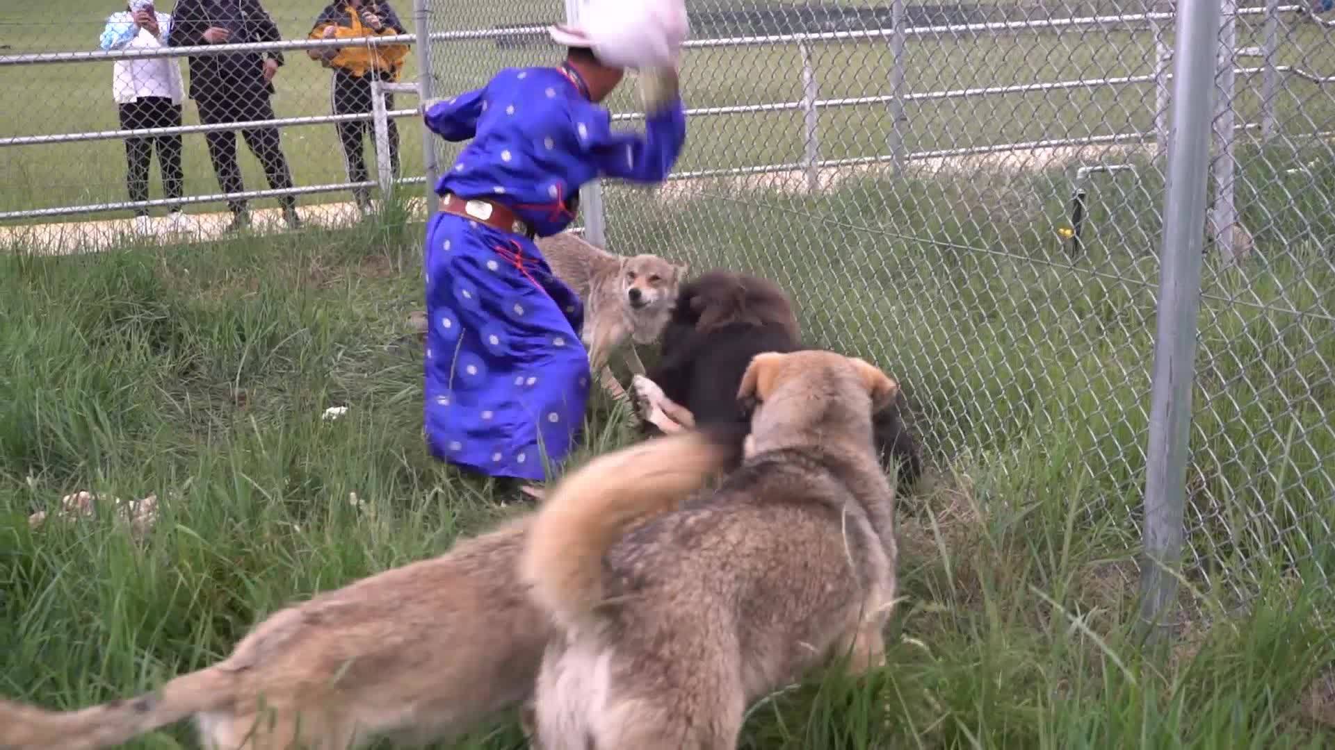 藏獒和狼大战,都是一只鸭子惹得祸!